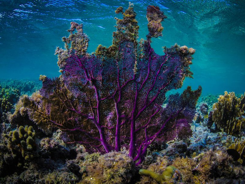 Purple Sea Fan in the Caribbean Sea | Smithsonian Photo Contest ...