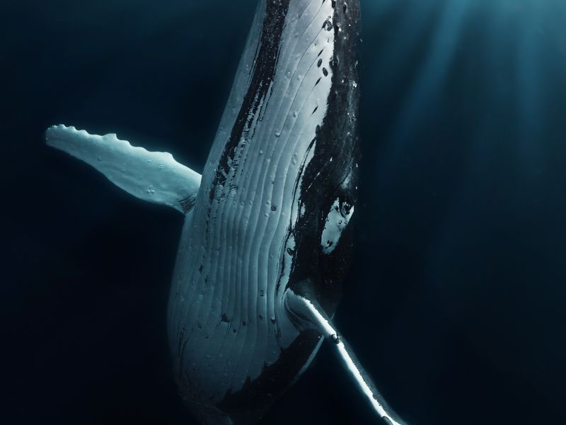 Whale Dance | Smithsonian Photo Contest | Smithsonian Magazine