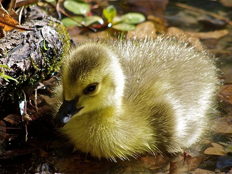 Baby Jer... | Smithsonian Photo Contest | Smithsonian Magazine