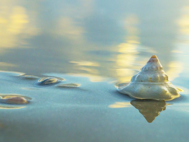 Shell Castle | Smithsonian Photo Contest | Smithsonian Magazine