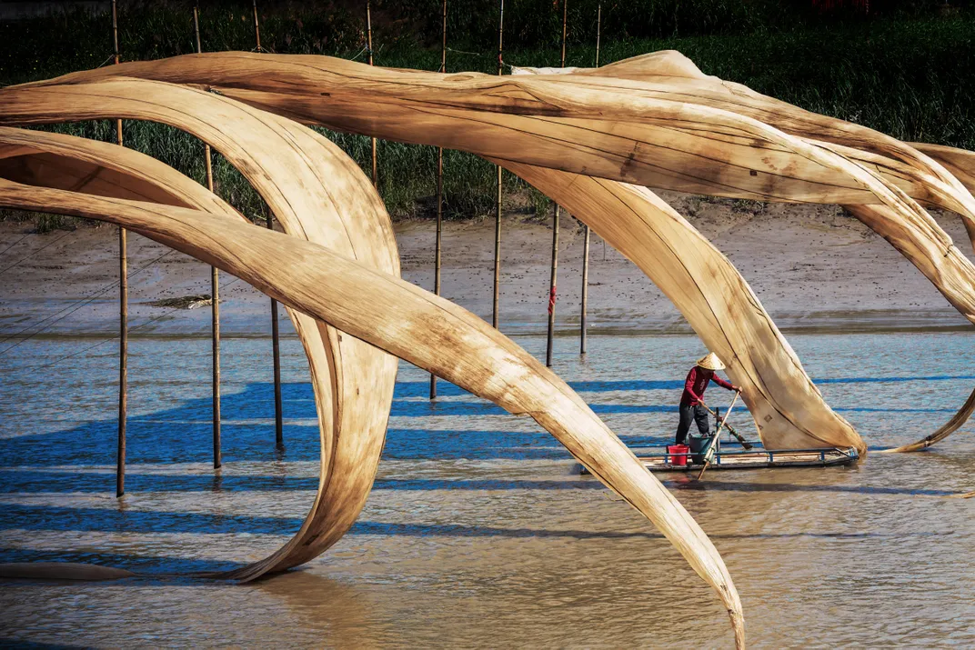 Golden flying net | Smithsonian Photo Contest | Smithsonian Magazine