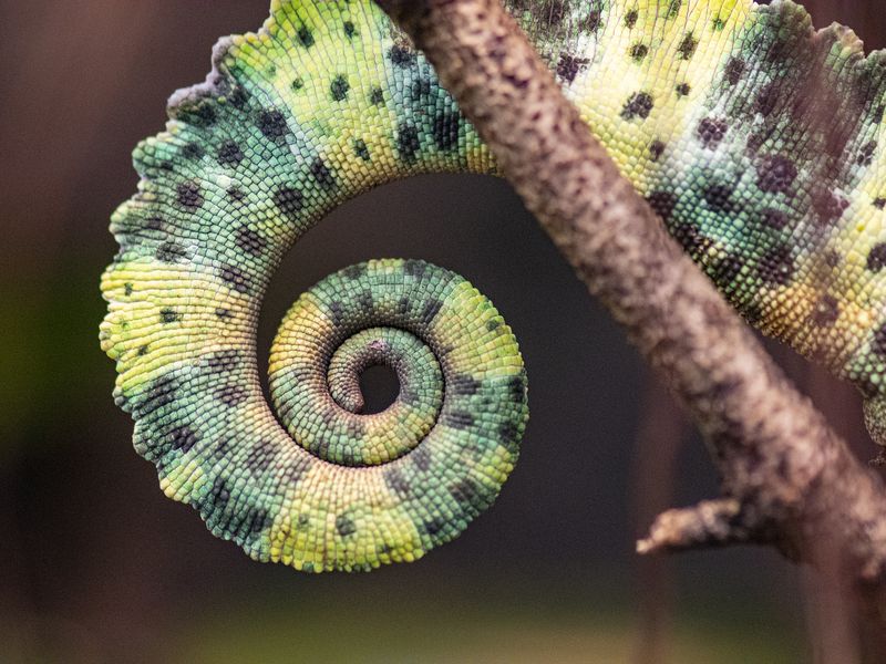 Curly chameleon tail. | Smithsonian Photo Contest | Smithsonian Magazine