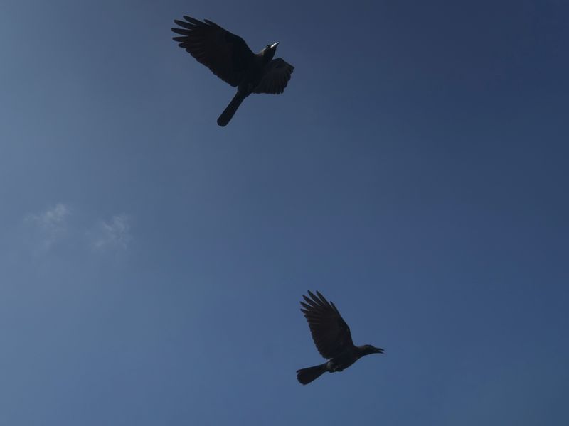 The crows' dance | Smithsonian Photo Contest | Smithsonian Magazine