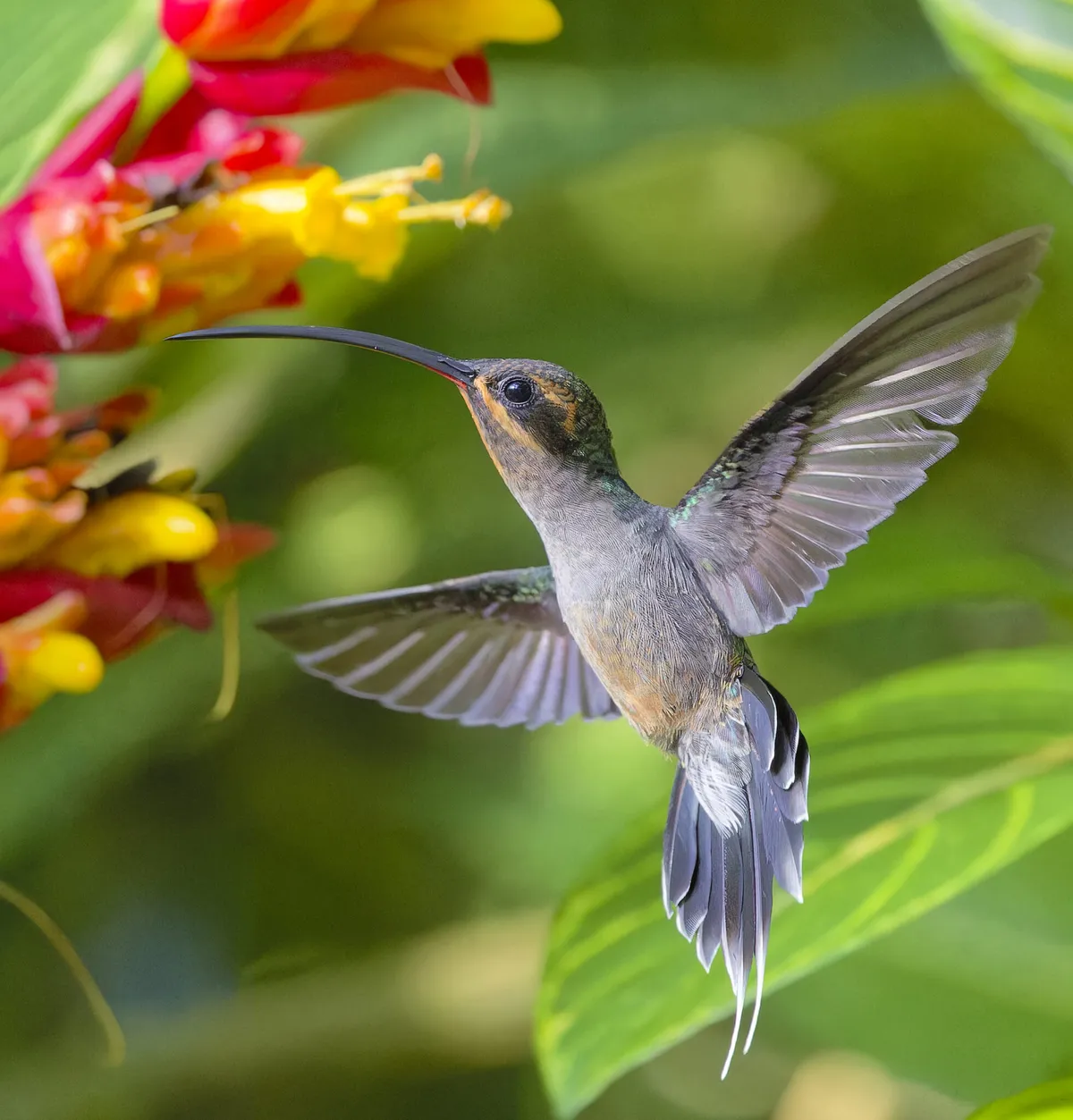 nectar hummingbird