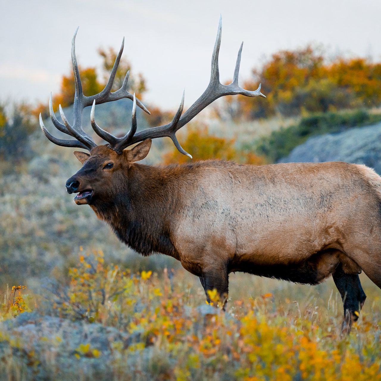 antler elk