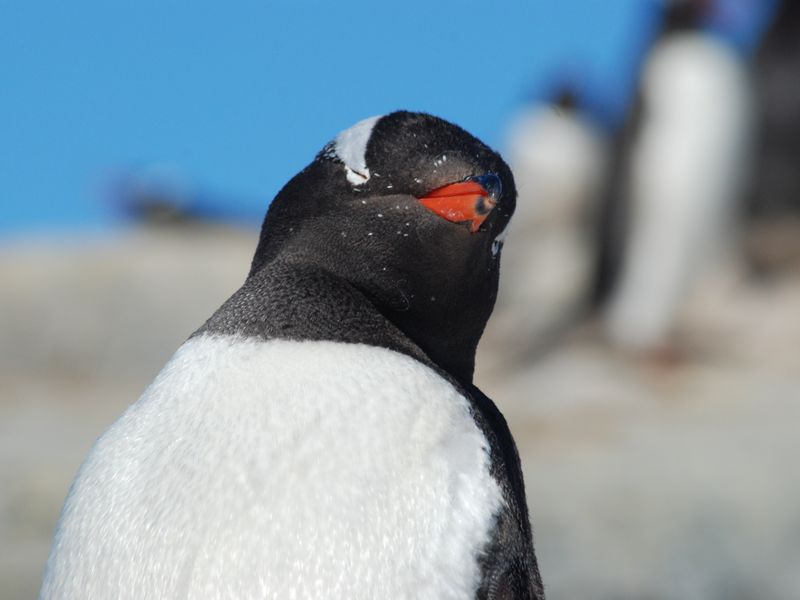 Portrait of a Gentoo penguin basking in the Antarctic sun ...