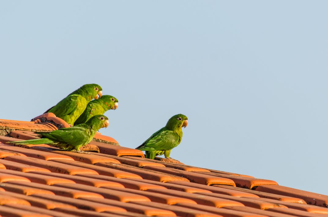 The Troop of Maritacas | Smithsonian Photo Contest | Smithsonian Magazine