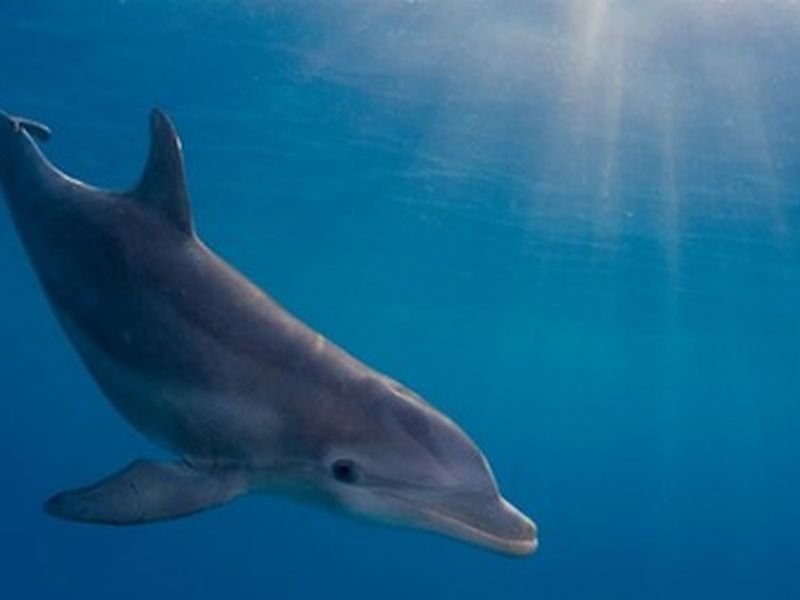Pregnant Dolphin Giving Birth
