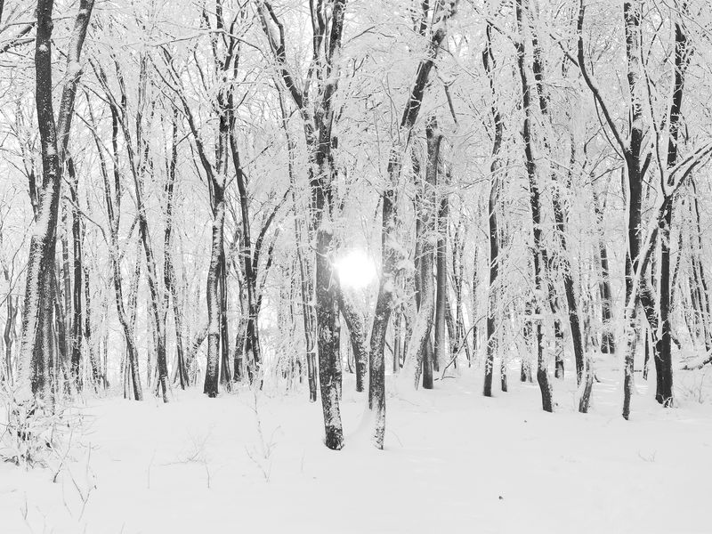 Piercing through ice | Smithsonian Photo Contest | Smithsonian Magazine