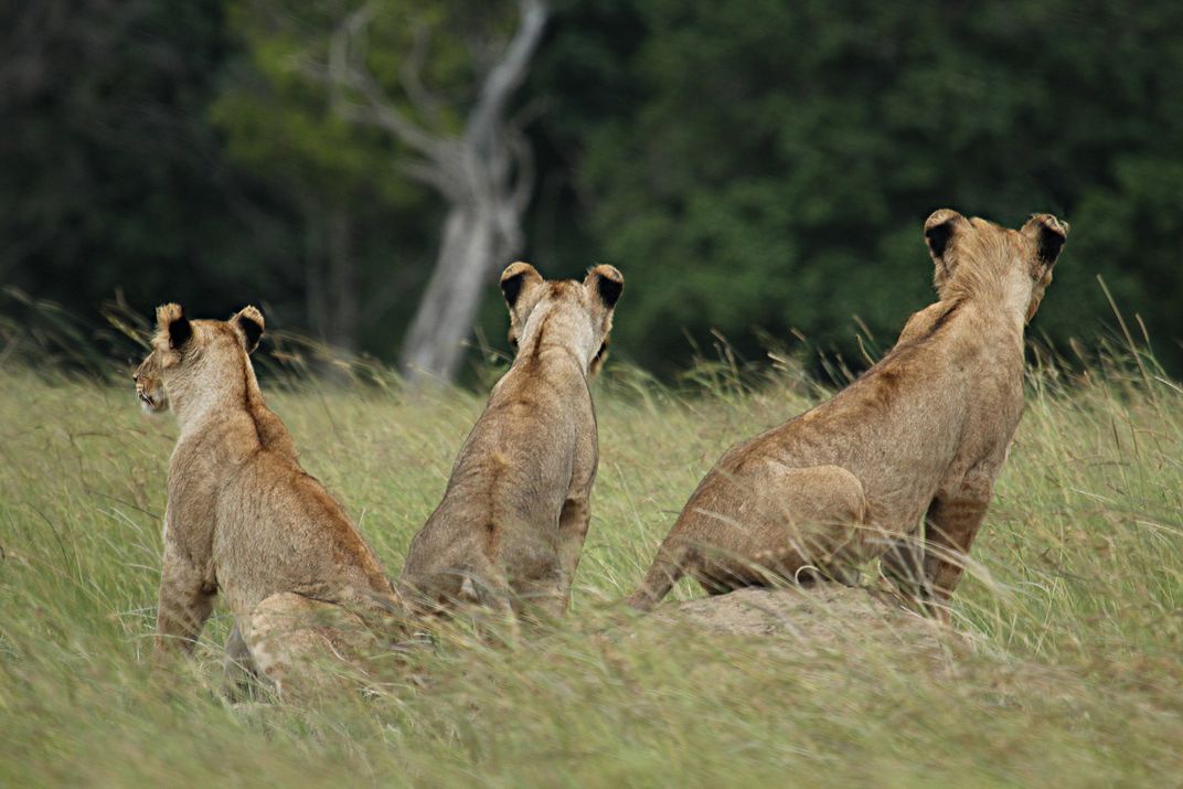 Subadult Lion cubs of the Oloololo pride after being chased by a herd ...