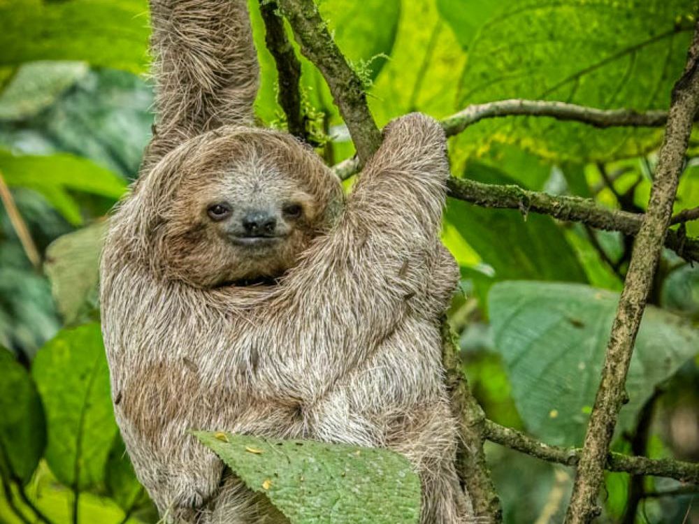 Baby Sloth | Smithsonian Photo Contest | Smithsonian Magazine