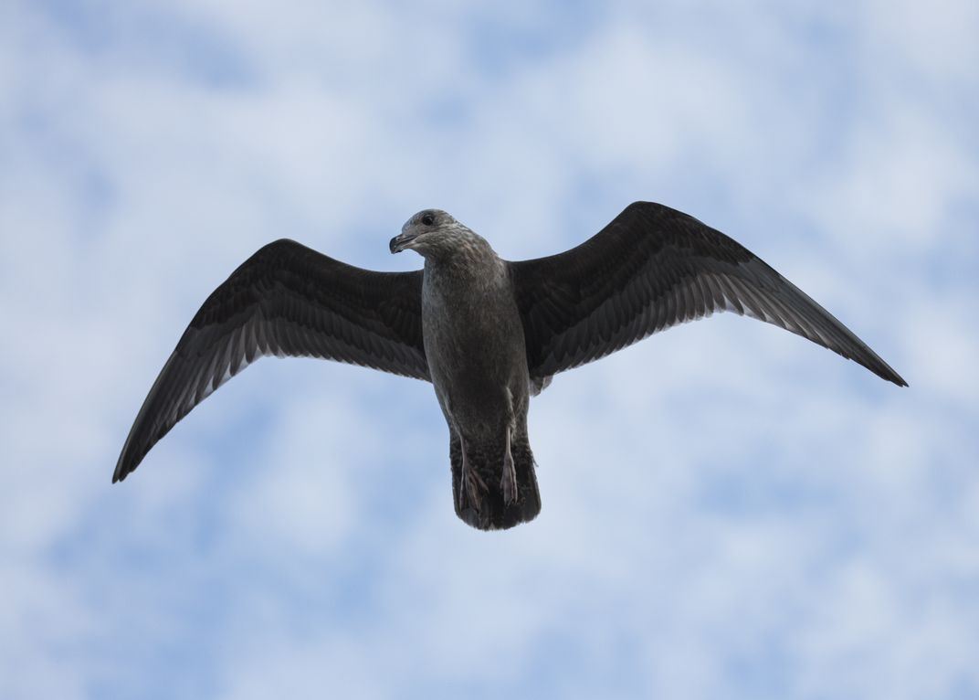 Curious Seagull | Smithsonian Photo Contest | Smithsonian Magazine