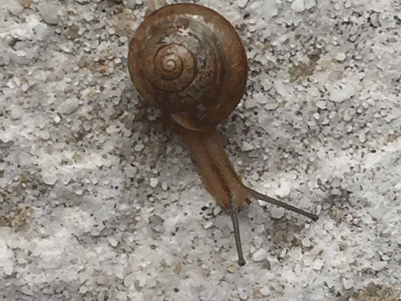Snail crawling along | Smithsonian Photo Contest | Smithsonian Magazine