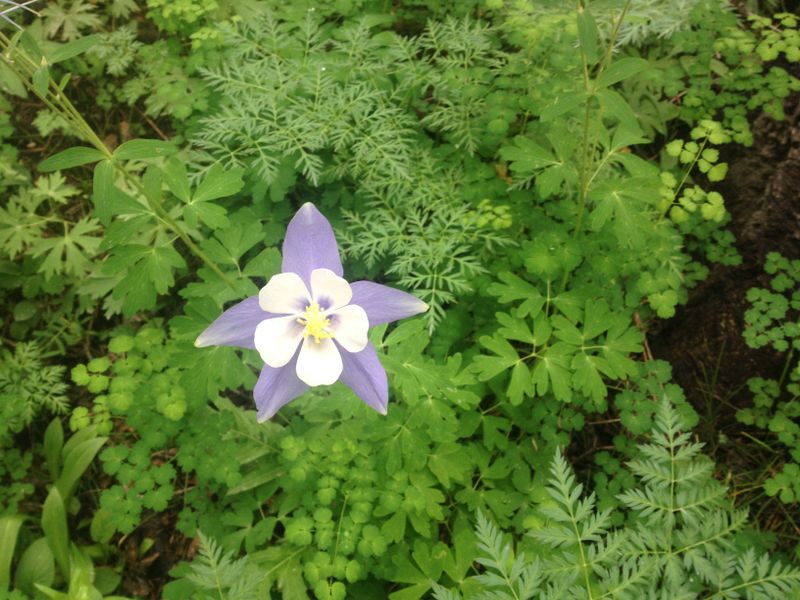 Lone Columbine | Smithsonian Photo Contest | Smithsonian Magazine