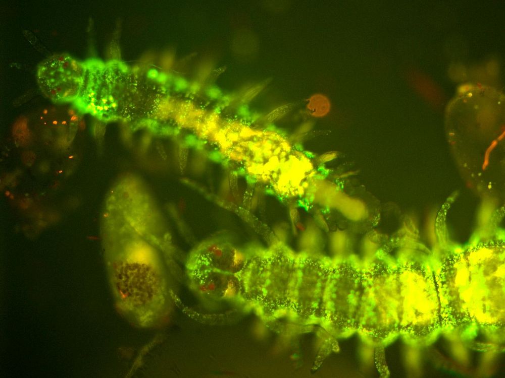 Six Ways to See Bioluminescence in the World's Oceans