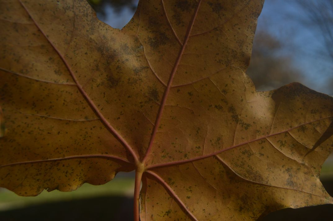 Leaf Looks | Smithsonian Photo Contest | Smithsonian Magazine