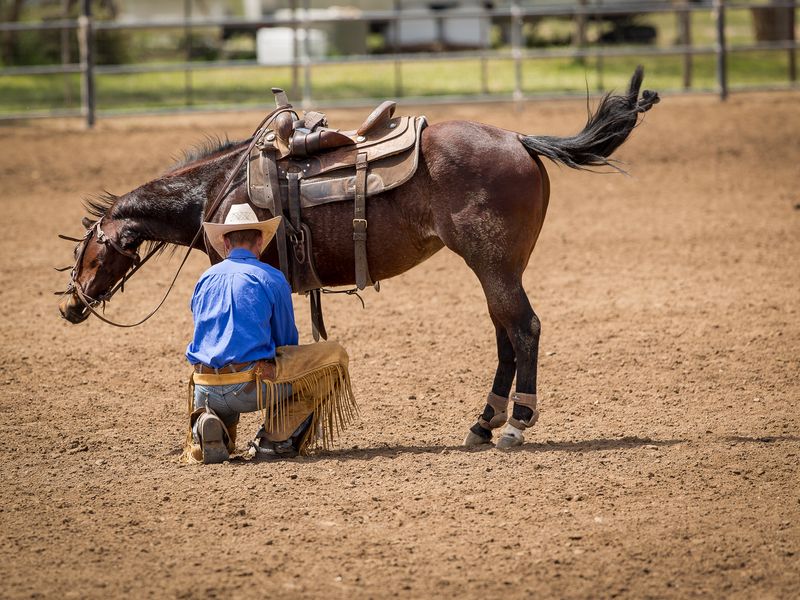 A cowboy readies his saddle. | Smithsonian Photo Contest | Smithsonian ...