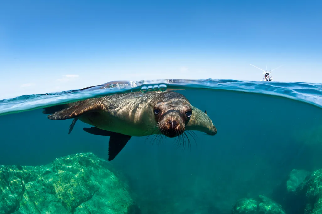 Why California Fishermen Are Throwing Deafening “Seal Bombs” at Sea Lions