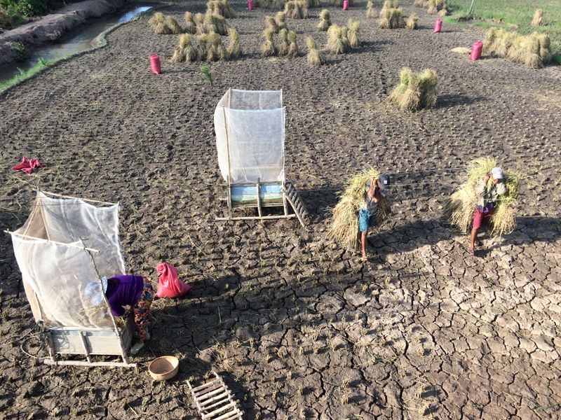 Harvest the winter rice | Smithsonian Photo Contest | Smithsonian Magazine