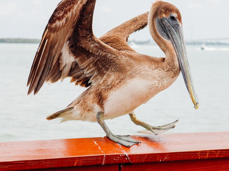 Close Encounter of the Pelican | Smithsonian Photo Contest ...
