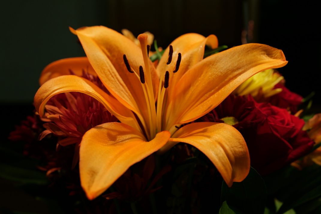 A Flower’s Insides Out | Smithsonian Photo Contest | Smithsonian Magazine