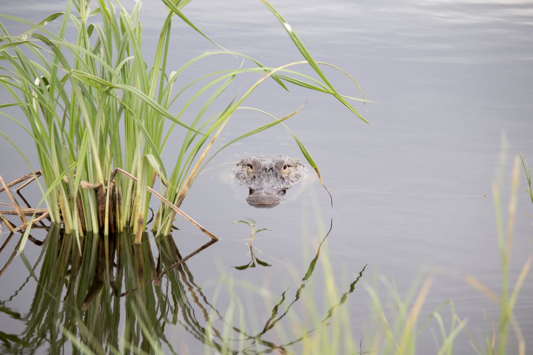 A Peeping Gator | Smithsonian Photo Contest | Smithsonian Magazine