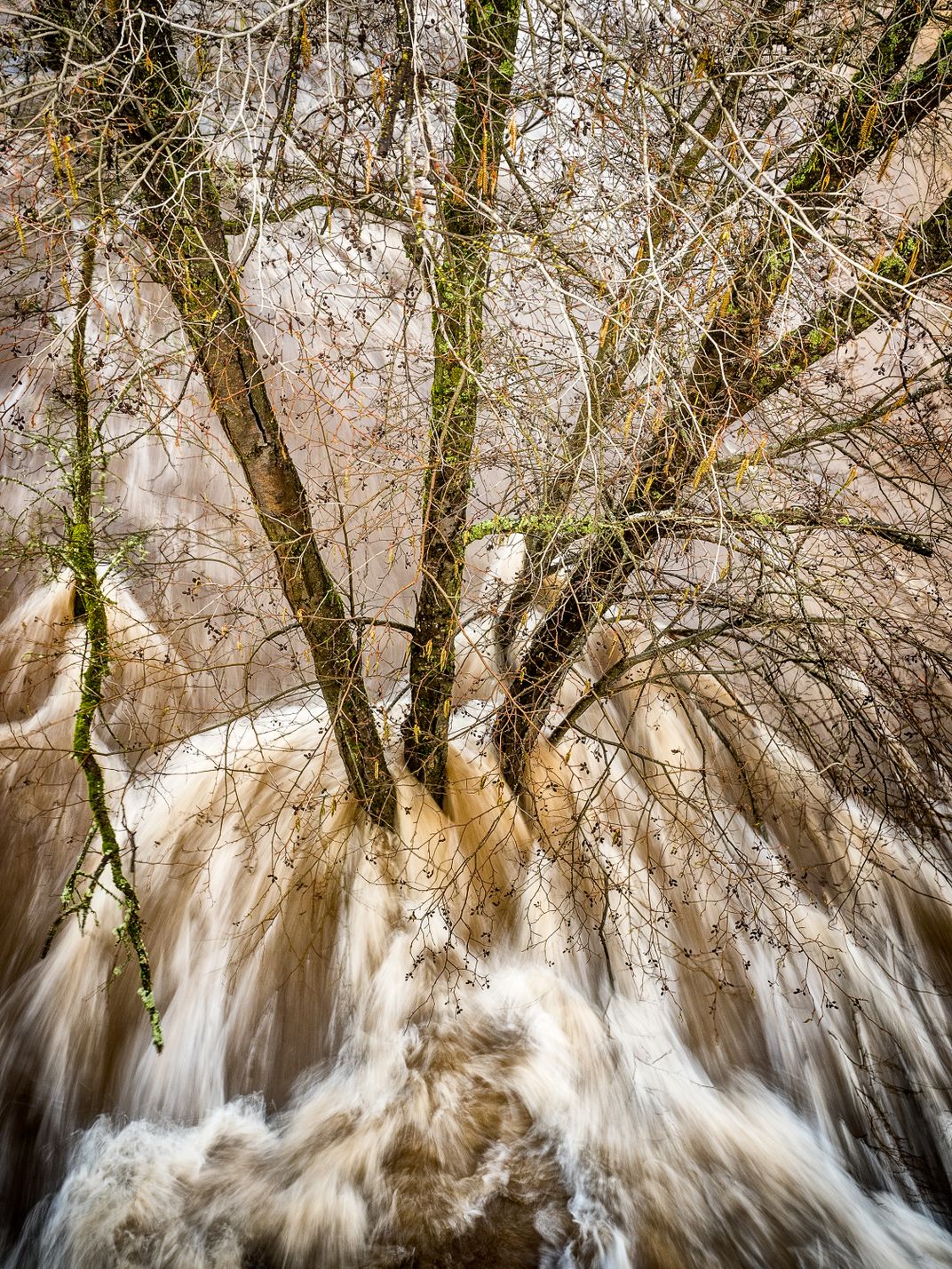 Alder trees slice the silt-laden floodwaters of the Mokelumne River ...