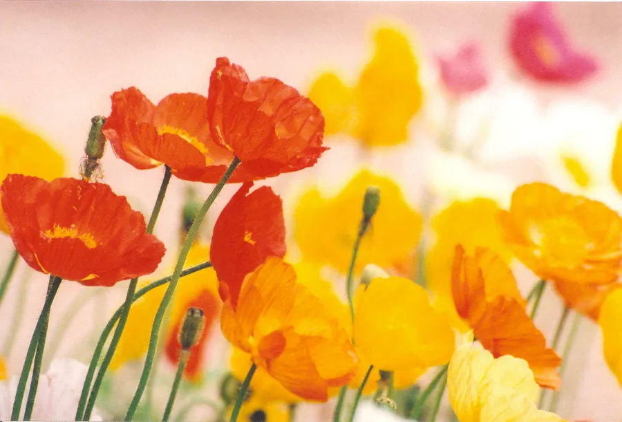 Poppies glow in the springtime sunshine. | Smithsonian Photo Contest ...