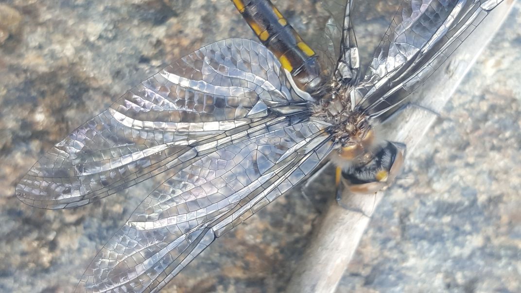 Dragonfly Wing | Smithsonian Photo Contest | Smithsonian Magazine