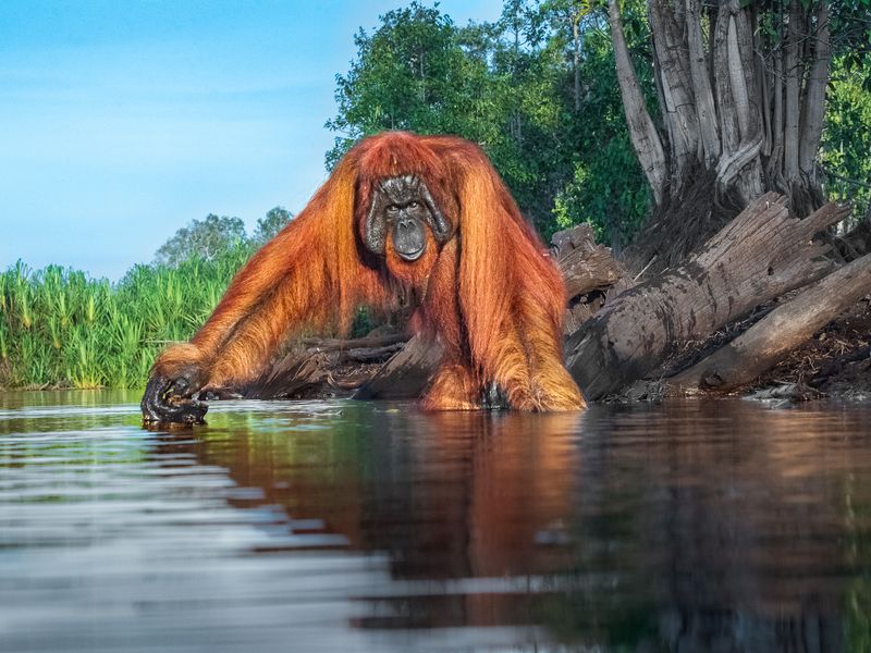 The Man of the Jungle 2 | Smithsonian Photo Contest | Smithsonian Magazine
