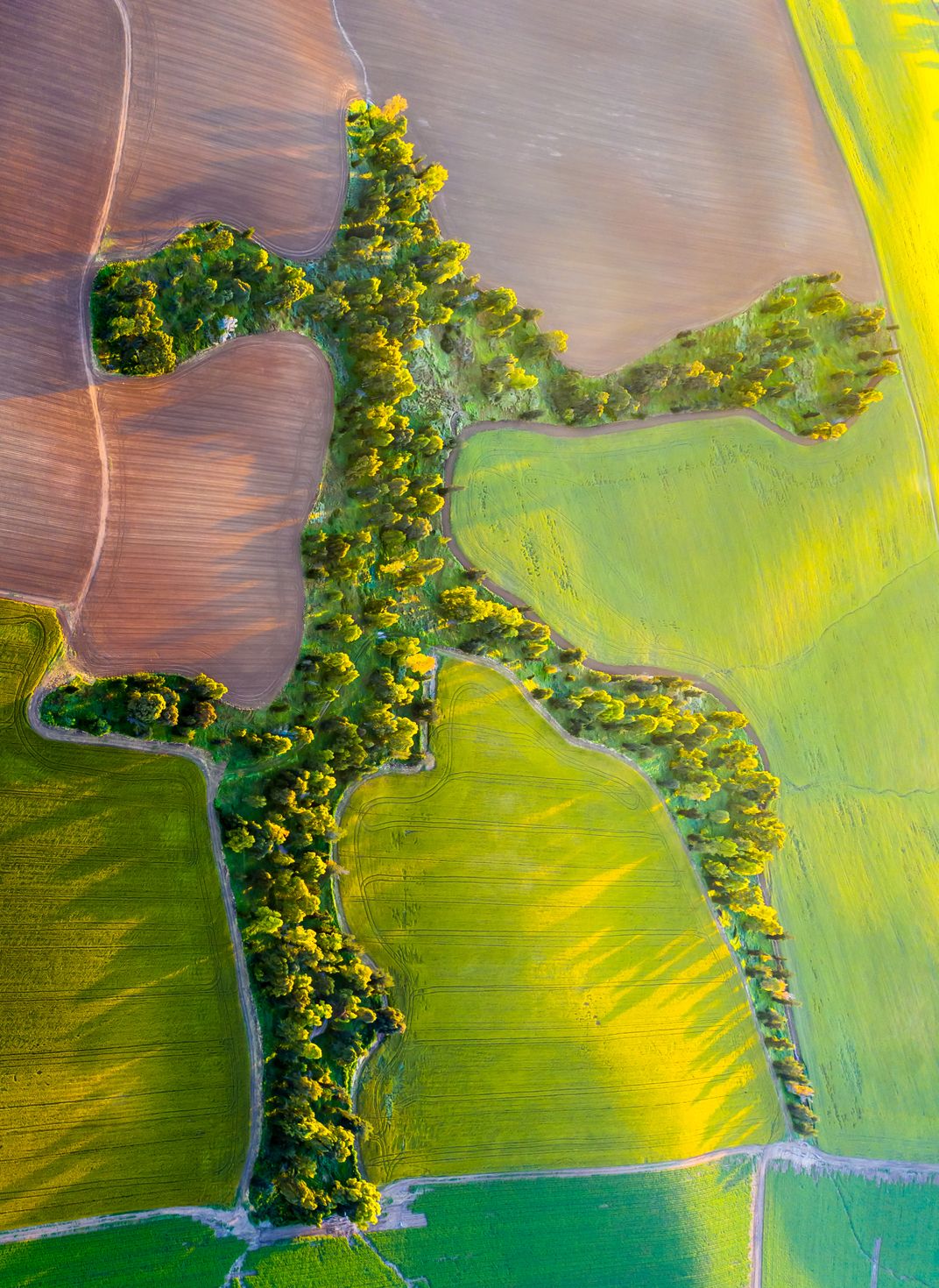 The running trees | Smithsonian Photo Contest | Smithsonian Magazine