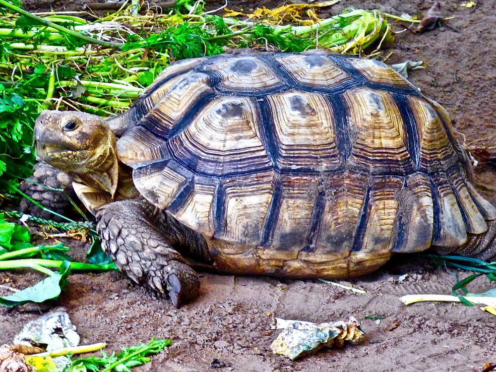 A Charming Turtle, Enchanted by a Fellow Tourist, Caught His Eye and ...