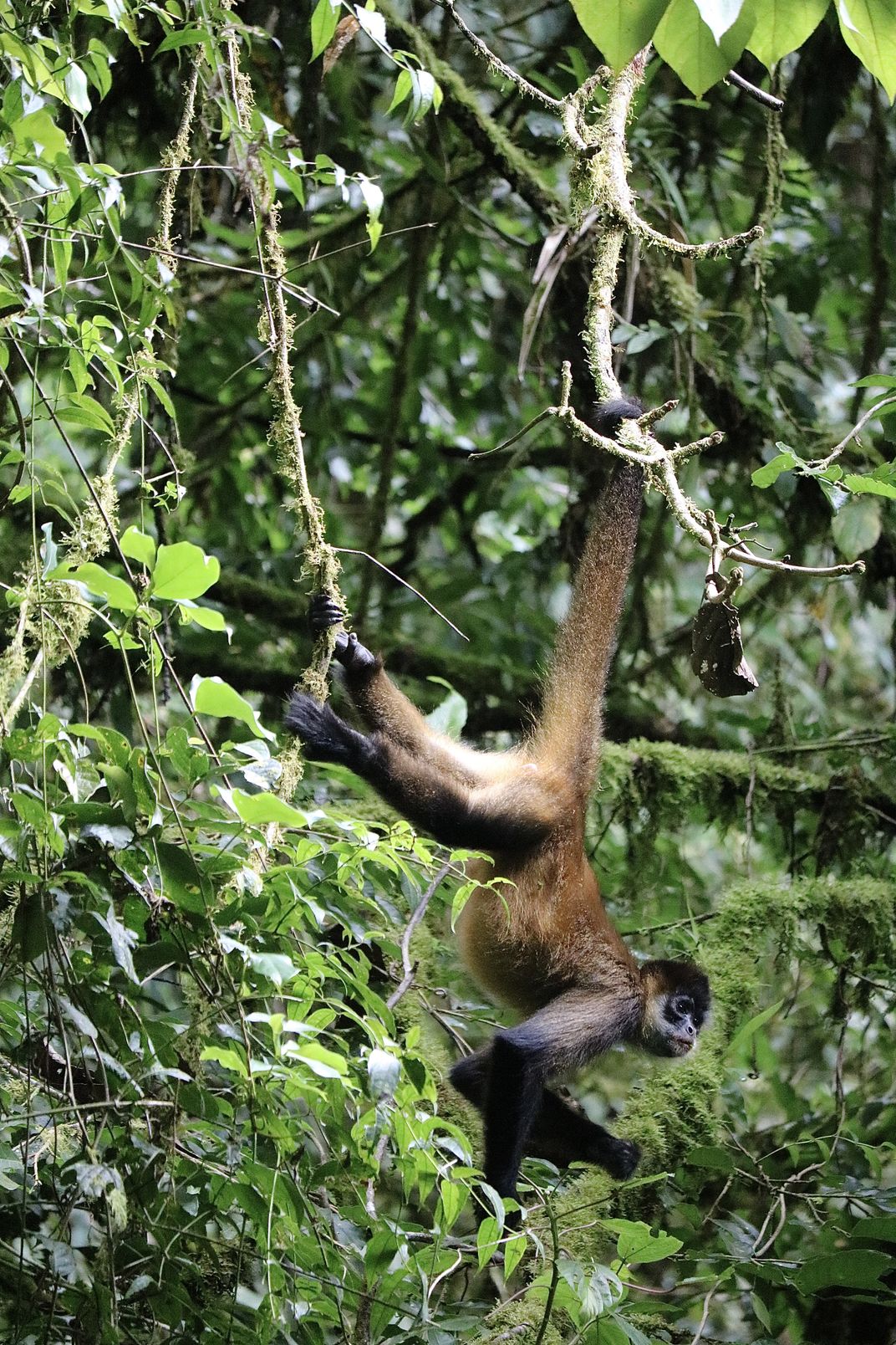 Spider Monkey Hanging Around in Costa Rica | Smithsonian Photo Contest ...