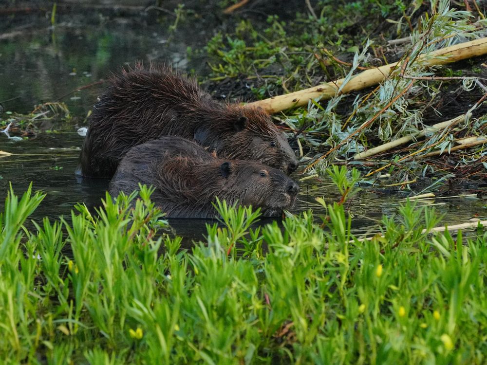 Beaver Photo Op | Smithsonian Photo Contest | Smithsonian Magazine