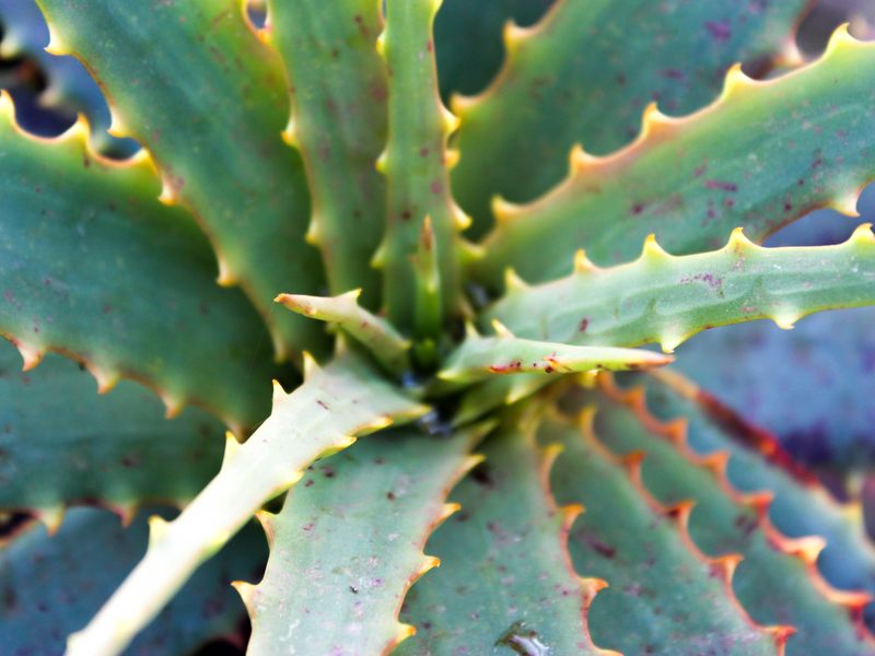 The Infinity Plant | Smithsonian Photo Contest | Smithsonian Magazine