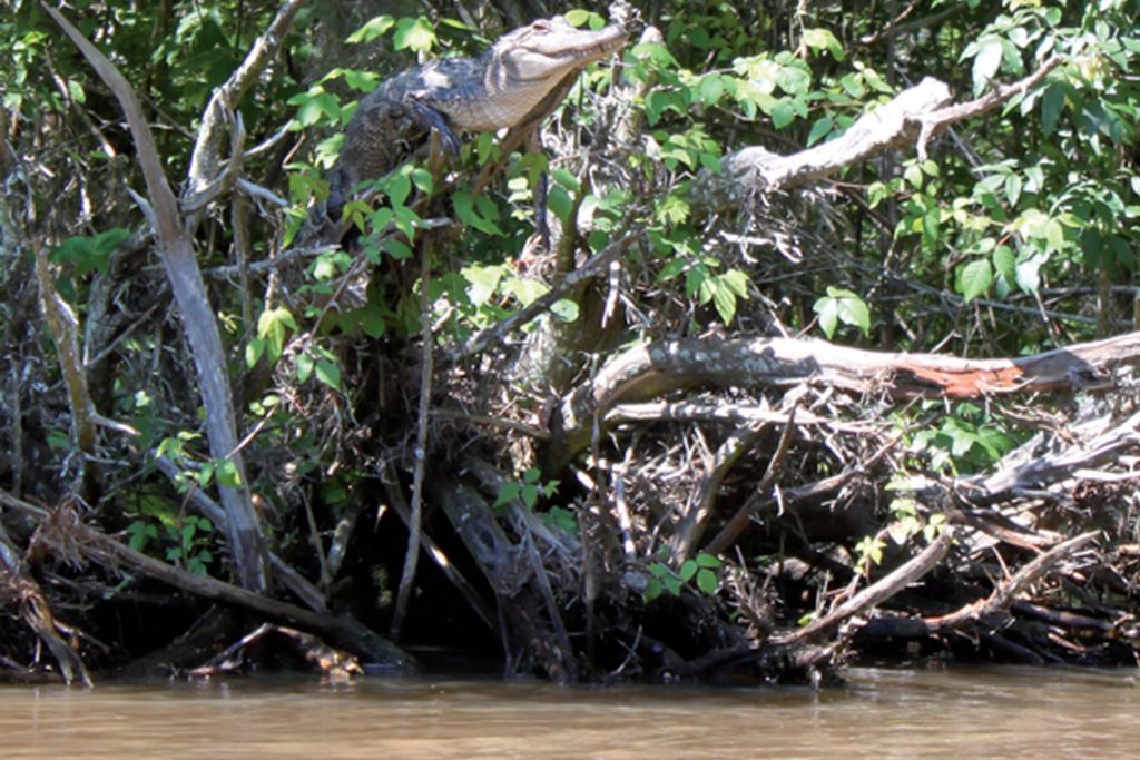 If You Think Climbing a Tree Will Save You From a Crocodile…
