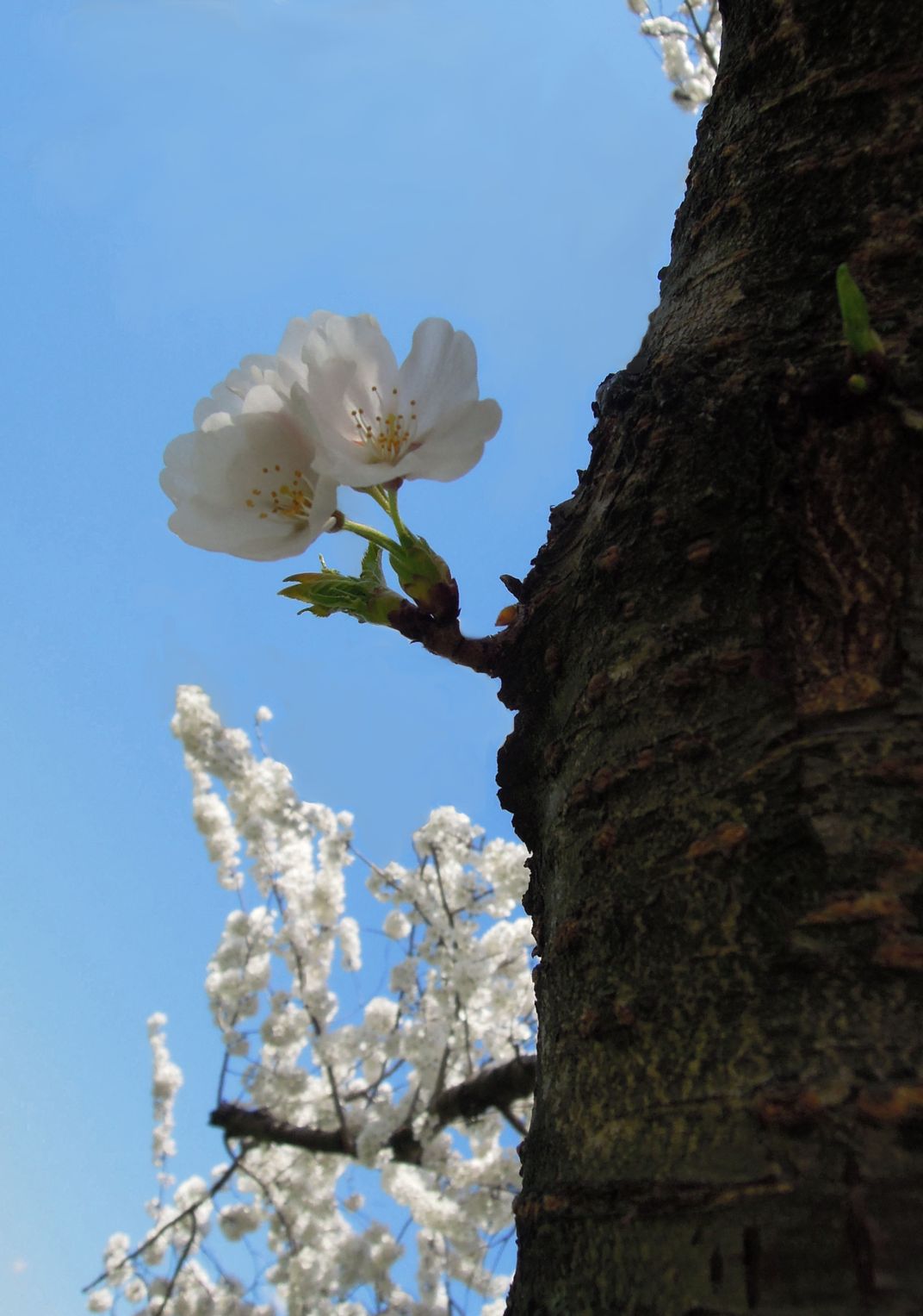 The Outshining | Smithsonian Photo Contest | Smithsonian Magazine