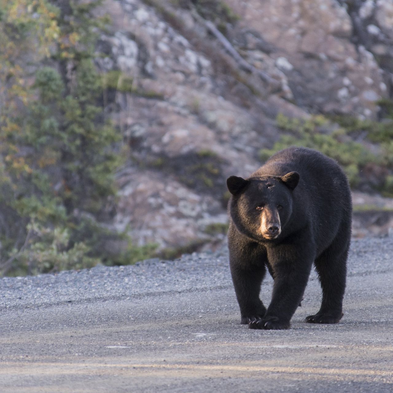 black bears canada