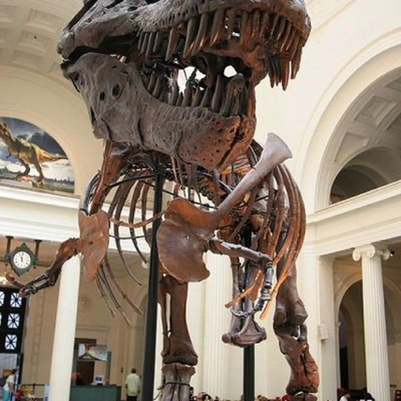Sue Tyrannosaurus Rex Fossil