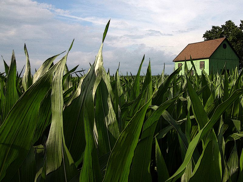 Driving in the country in Central Illinois, where the corn grows tall ...