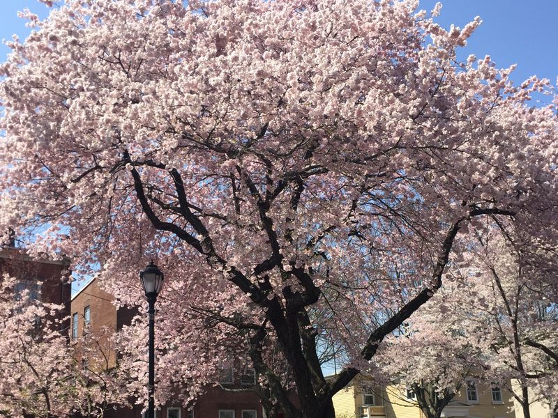 One big cherry blossom tree | Smithsonian Photo Contest | Smithsonian ...