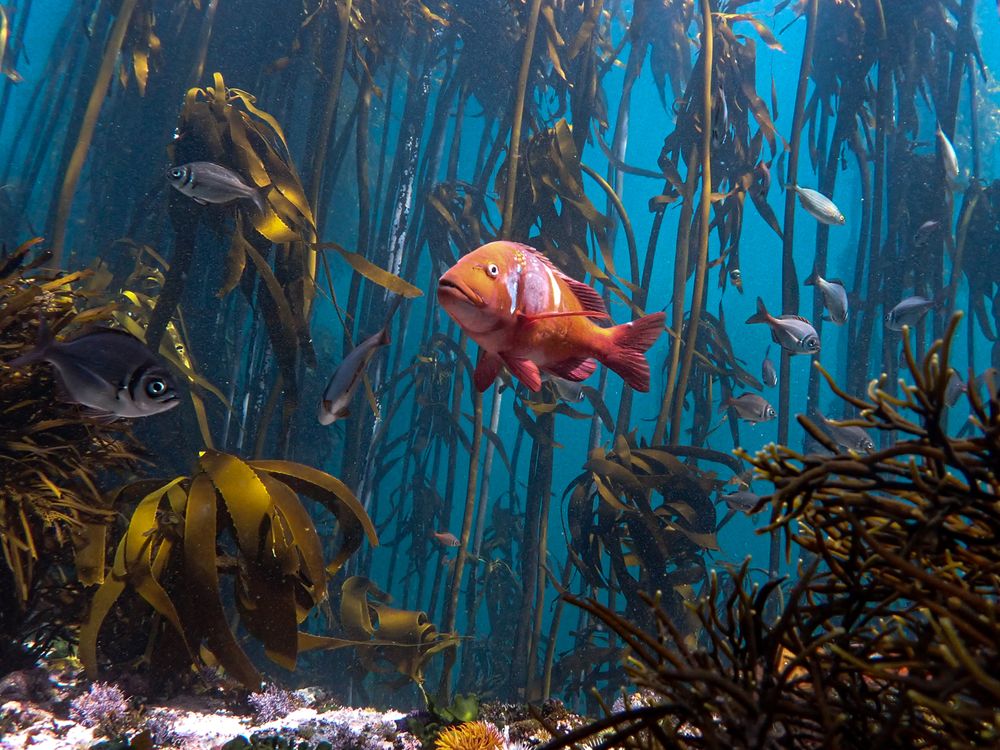 A Red Roman Seabream guarding the kelp forest in Cape Town ...