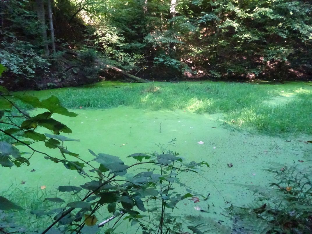 Puddle on the forest road | Smithsonian Photo Contest | Smithsonian ...