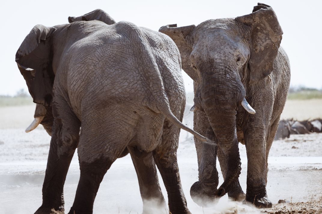 Elephant horseplay | Smithsonian Photo Contest | Smithsonian Magazine