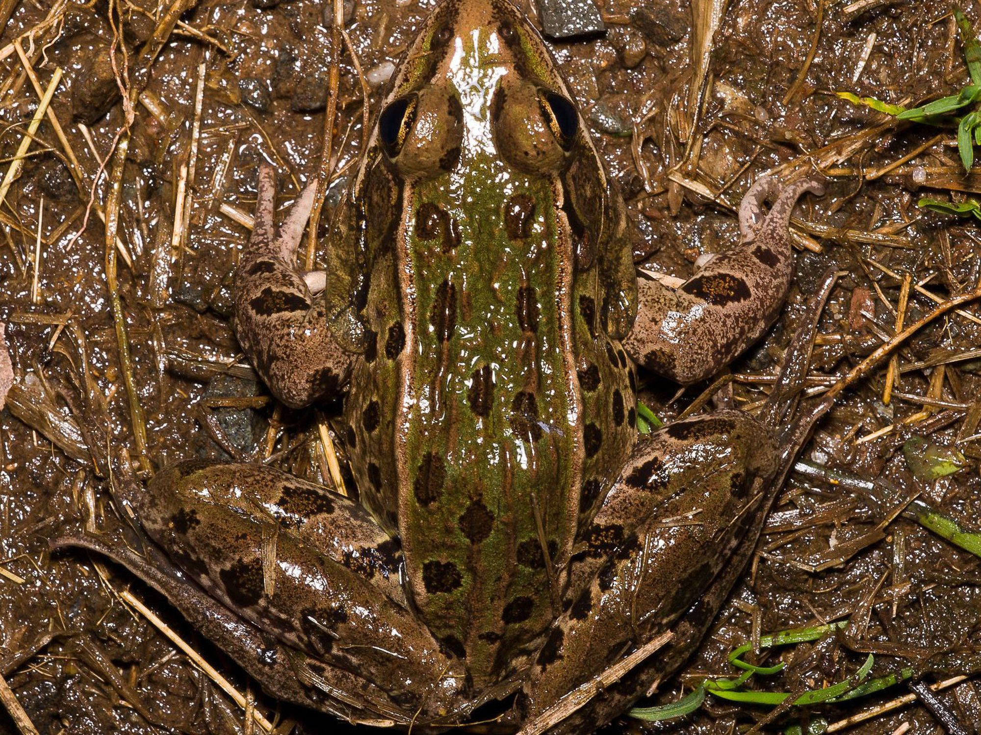 New Leopard Frog Found in New York City