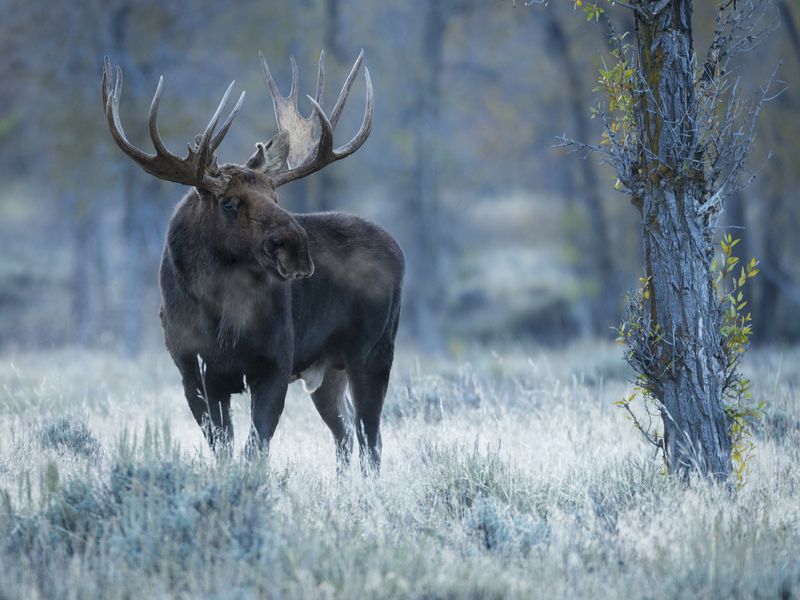 Good Morning, Moose! | Smithsonian Photo Contest | Smithsonian Magazine