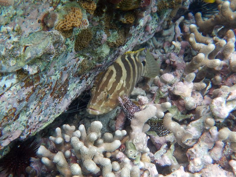 A Nassau Grouper with a Spotted Moray Eel | Smithsonian Photo Contest ...