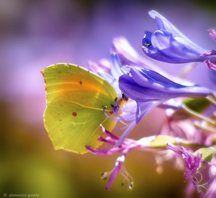 The eyes of butterfly. | Smithsonian Photo Contest | Smithsonian Magazine