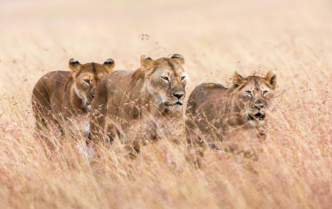 African Lionesses Trio | Smithsonian Photo Contest | Smithsonian Magazine