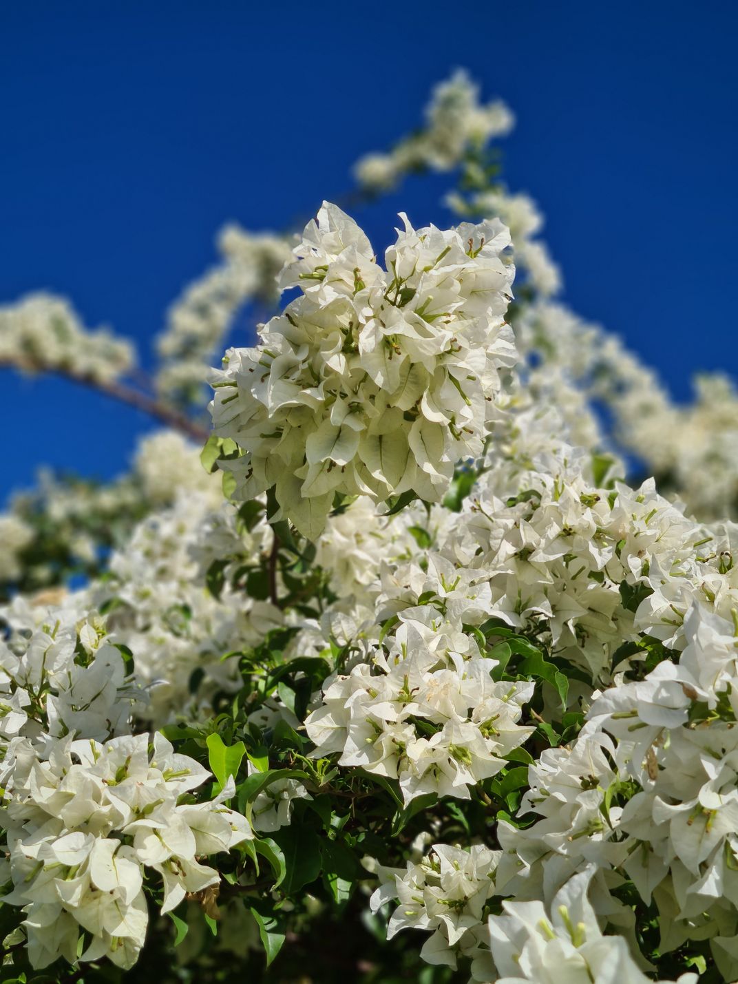 Cagaiteira tree | Smithsonian Photo Contest | Smithsonian Magazine